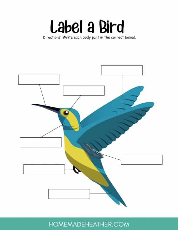 Bird Printable Work Sheets for Elementary School » Homemade Heather