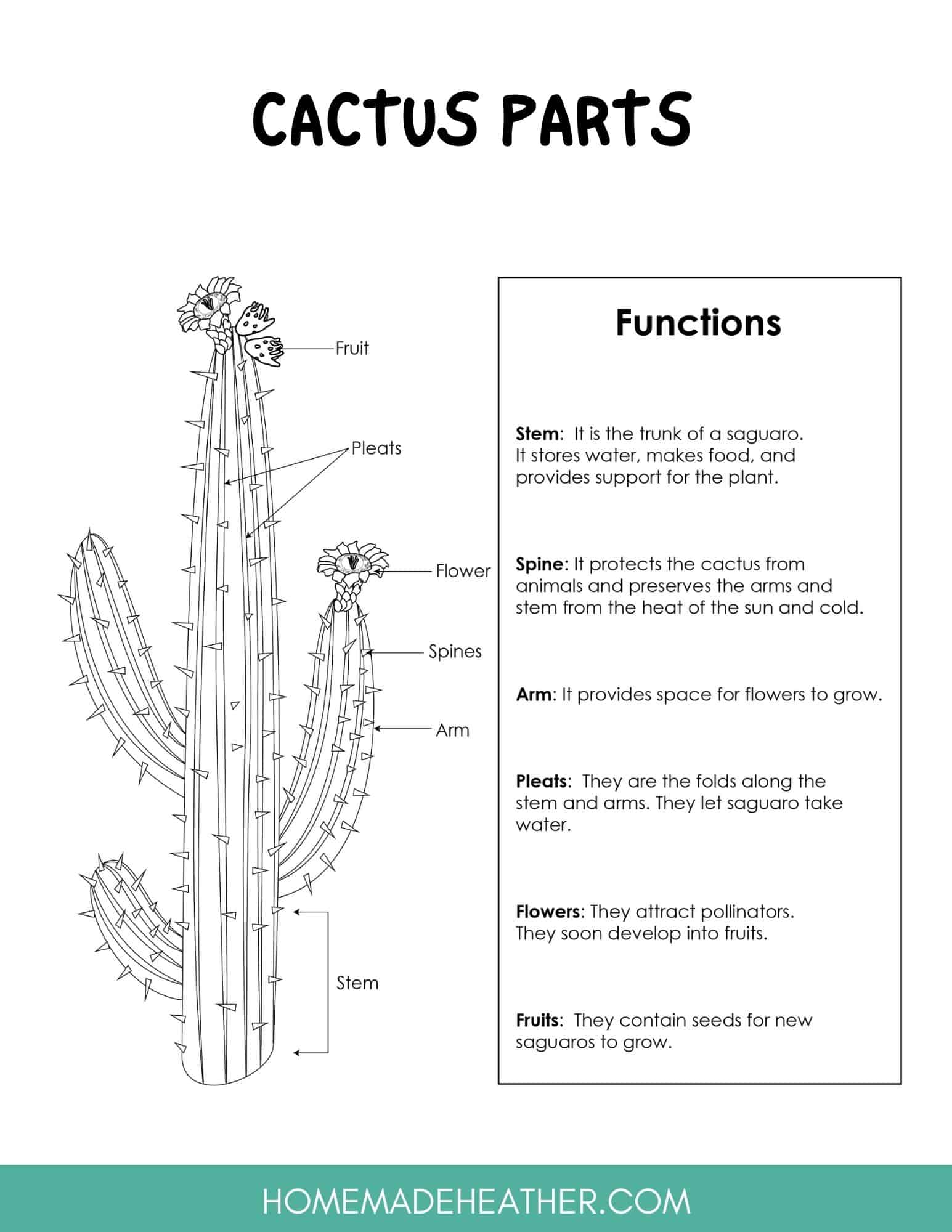 Free Cactus Activity Printables » Homemade Heather