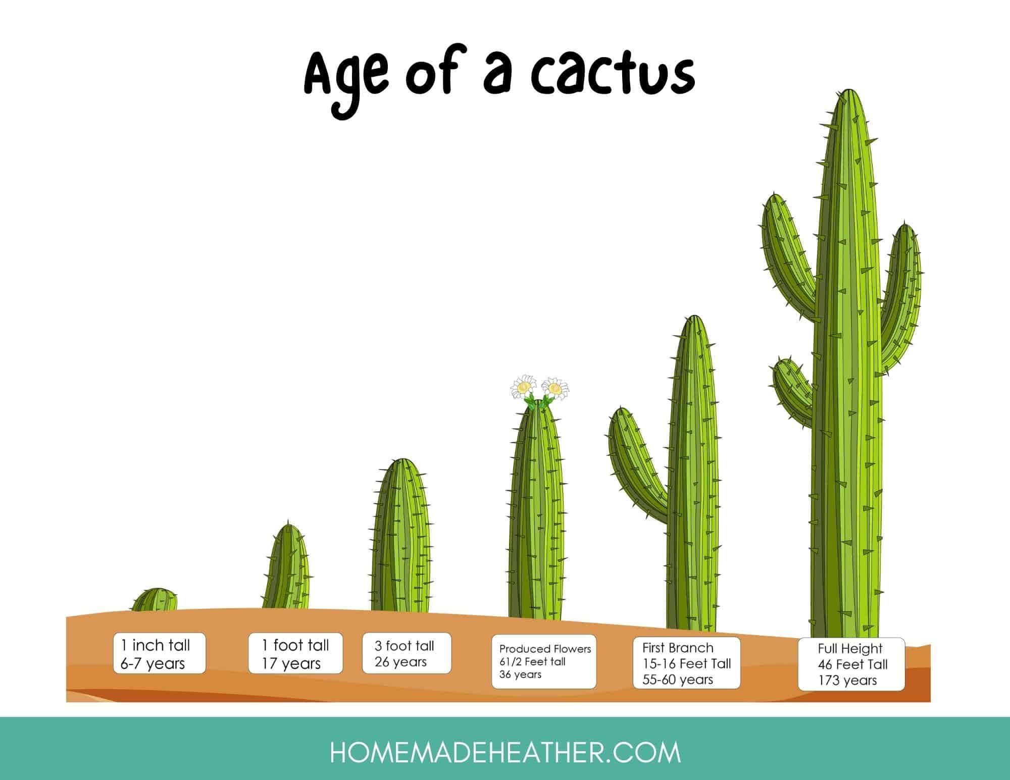 Free Cactus Activity Printables » Homemade Heather