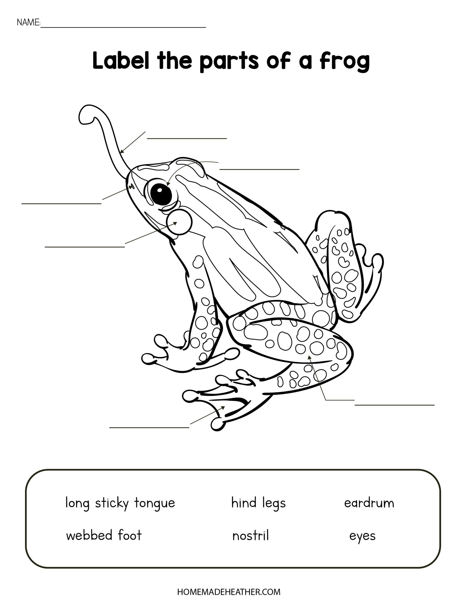 Frog Life Cycle Activity Printables » Homemade Heather